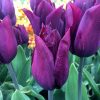 Tulipa 'Havran' - Pheasant Acre Plants