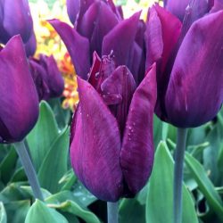 Tulipa 'Havran' - Pheasant Acre Plants
