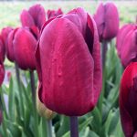 Tulipa 'Jan Reus' - Pheasant Acre Plants
