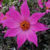 Dahlia 'Magenta Star' - Pheasant Acre Plants