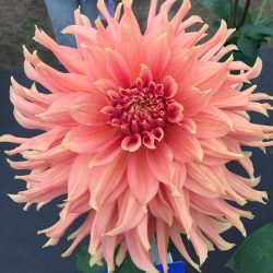 Dahlia 'Fairway Spur' - Pheasant Acre Plants