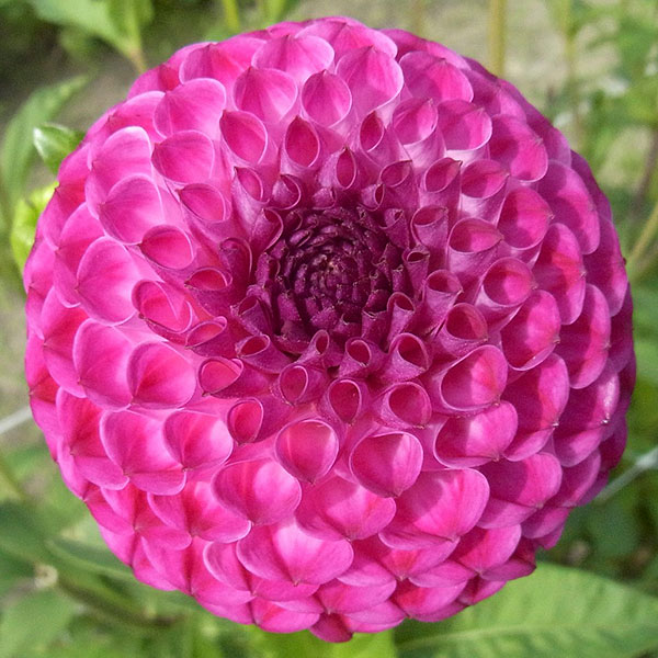 Dahlia Plants Archives - Pheasant Acre Plants