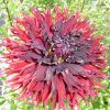 Dahlia 'Kenora Macop B' - Pheasant Acre Plants