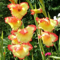 Gladiolus 'Las Vegas' - Pheasant Acre Plants