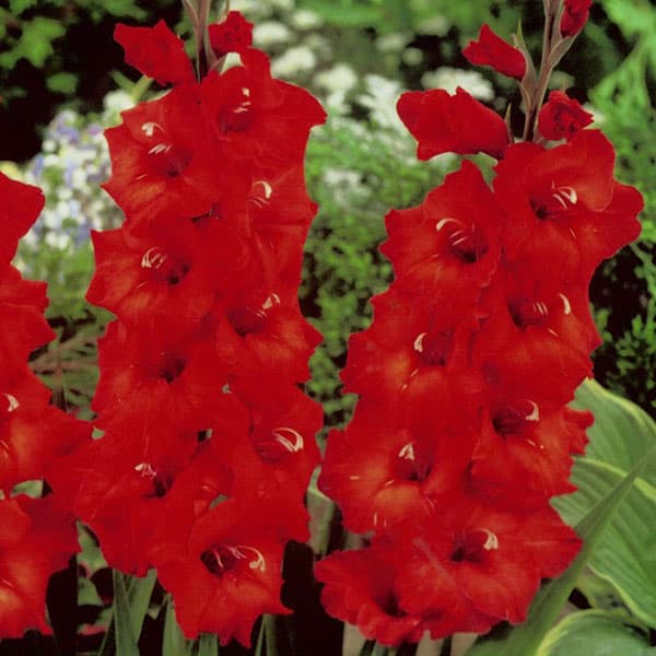 Gladiolus 'Purple Flora' - Pheasant Acre Plants