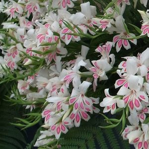 Gladiolus 'Nymph' - Pheasant Acre Plants