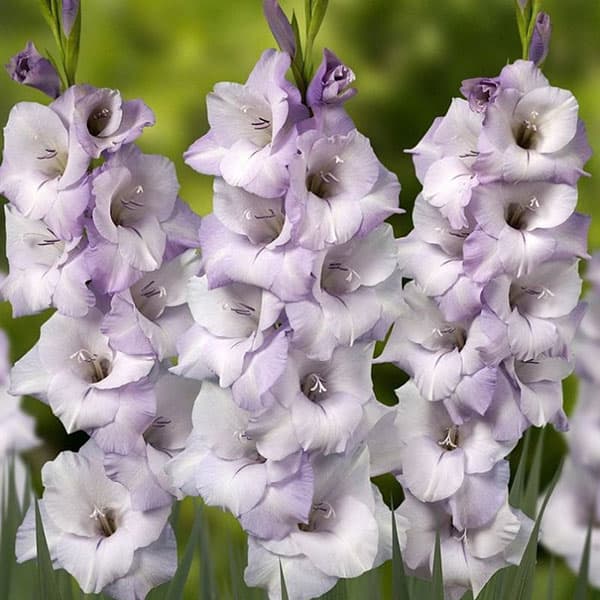 Gladiolus 'Purple Flora' - Pheasant Acre Plants