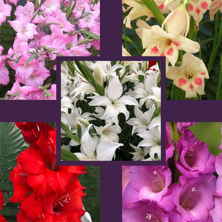 Large Flowered Gladioli - Gladioli Suppliers UK - Pheasant Acre Plants