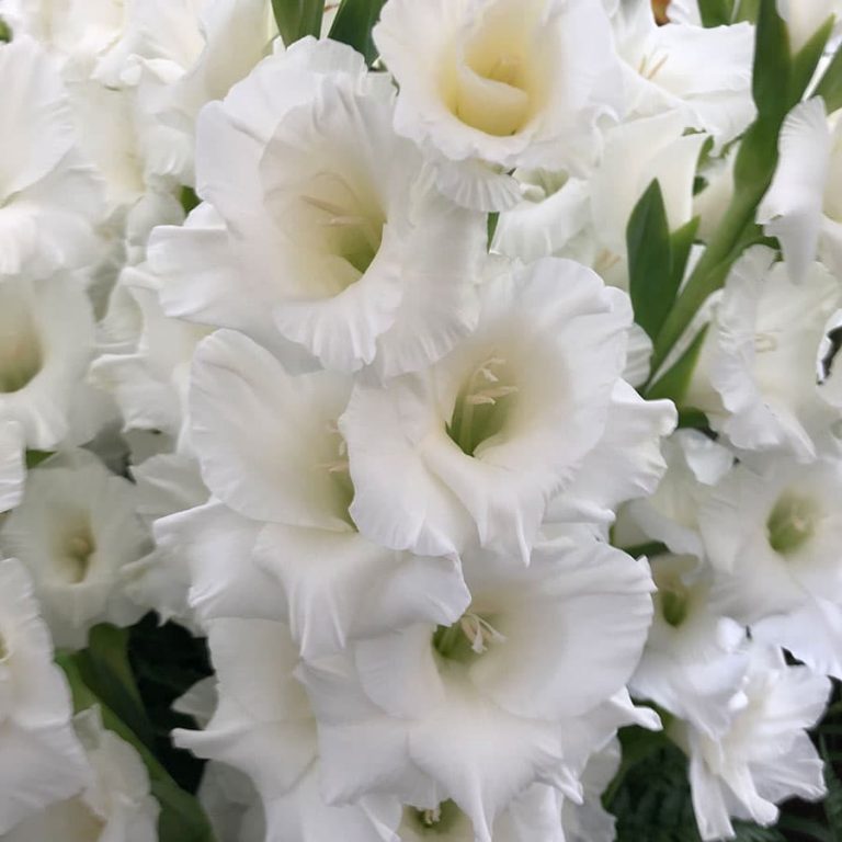 Gladiolus 'Cream Perfection' - Pheasant Acre Plants