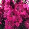 Gladiolus 'Trivira' - Pheasant Acre Plants