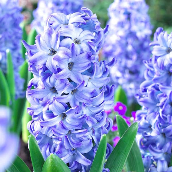 Hyacinth 'Miss Saigon' - Pheasant Acre Plants