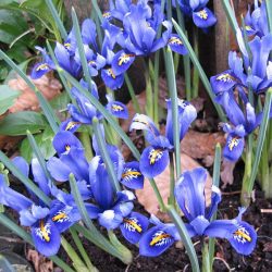 Iris reticulata 'Pixie' - Pheasant Acre Plants