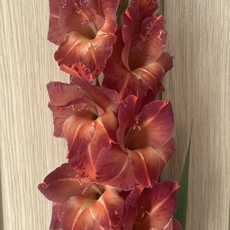 Gladiolus 'Bacarra’ - Pheasant Acre Plants